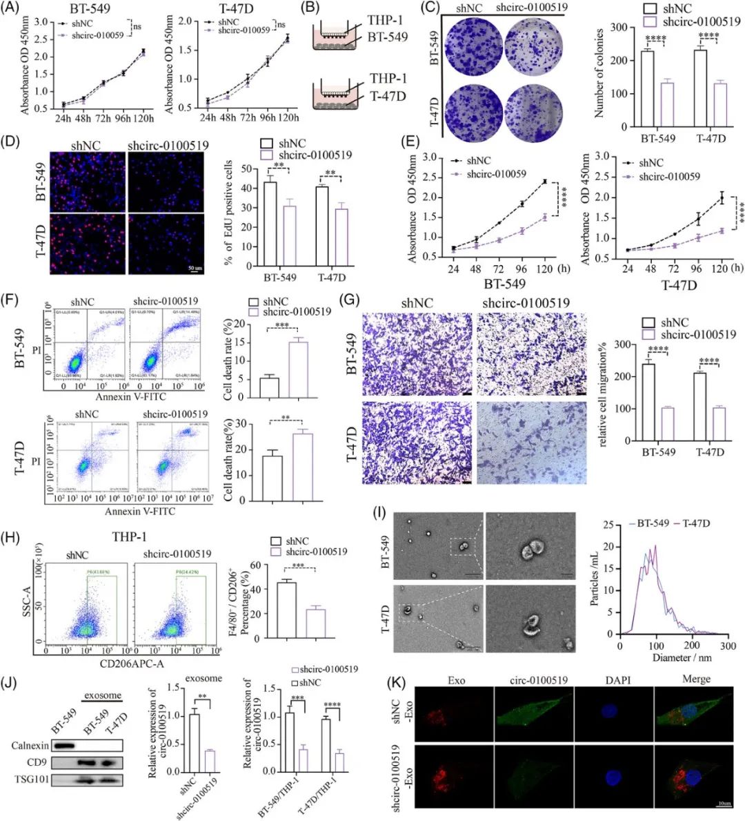 南京医科大学发文：促进巨噬细胞极化和乳腺癌进展的新机制_澎湃号·湃客_澎湃新闻-The Paper
