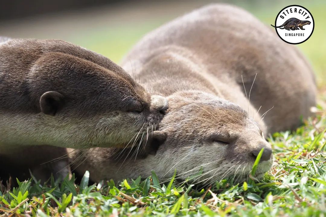 新加坡最大“帮派”族长去世，公众纷纷进行悼念……当水獭在城市中出现意味着什么？_澎湃号·湃客_澎湃新闻-The Paper