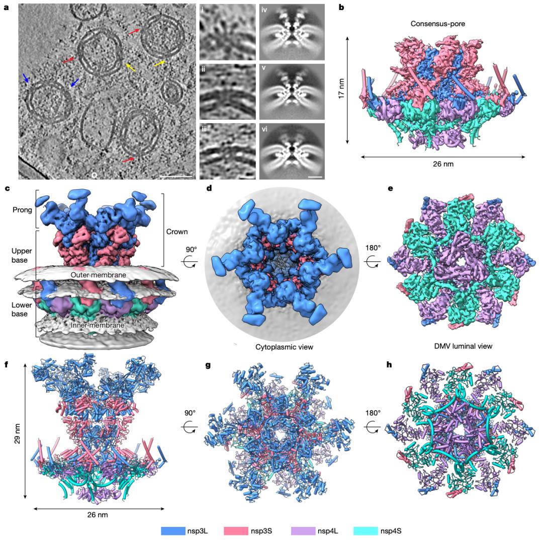 Nature：香港大学倪涛/袁硕峰团队解析冠状病毒DMV孔复合物结构_澎湃号·湃客_澎湃新闻-The Paper