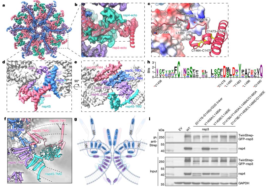 Nature：香港大学倪涛/袁硕峰团队解析冠状病毒DMV孔复合物结构_澎湃号·湃客_澎湃新闻-The Paper