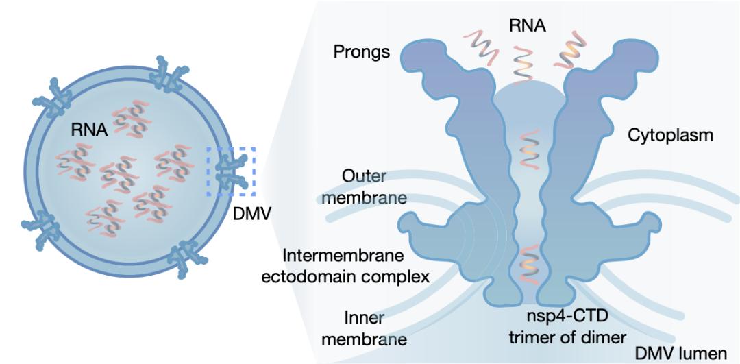 Nature：香港大学倪涛/袁硕峰团队解析冠状病毒DMV孔复合物结构_澎湃号·湃客_澎湃新闻-The Paper