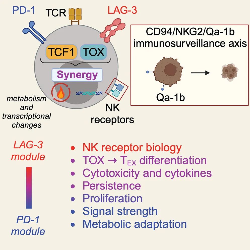 Cell三篇齐发：揭开LAG-3与PD-1协同驱动T细胞耗竭机制，同时靶向可改善癌症治疗效果_澎湃号·湃客_澎湃新闻-The Paper
