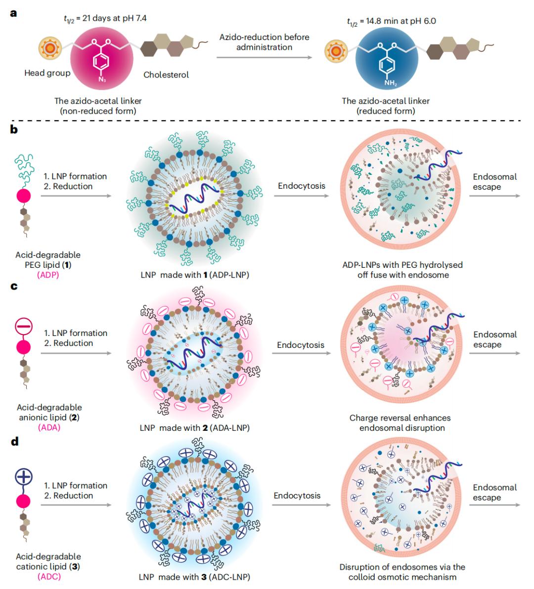 Nature子刊：王爱军团队等开发可酸降解的LNP，增强mRNA递送_澎湃号·湃客_澎湃新闻-The Paper