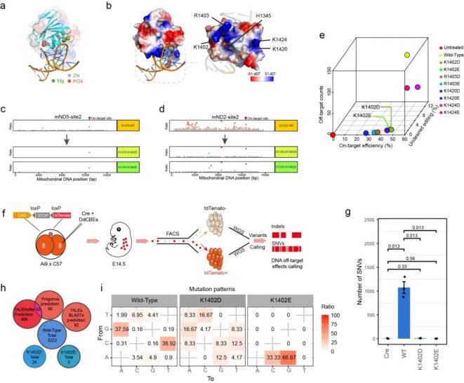 【前沿进展】Cell Research | 突破线粒体DNA编辑难题：左二伟团队利用新型DdCBE…