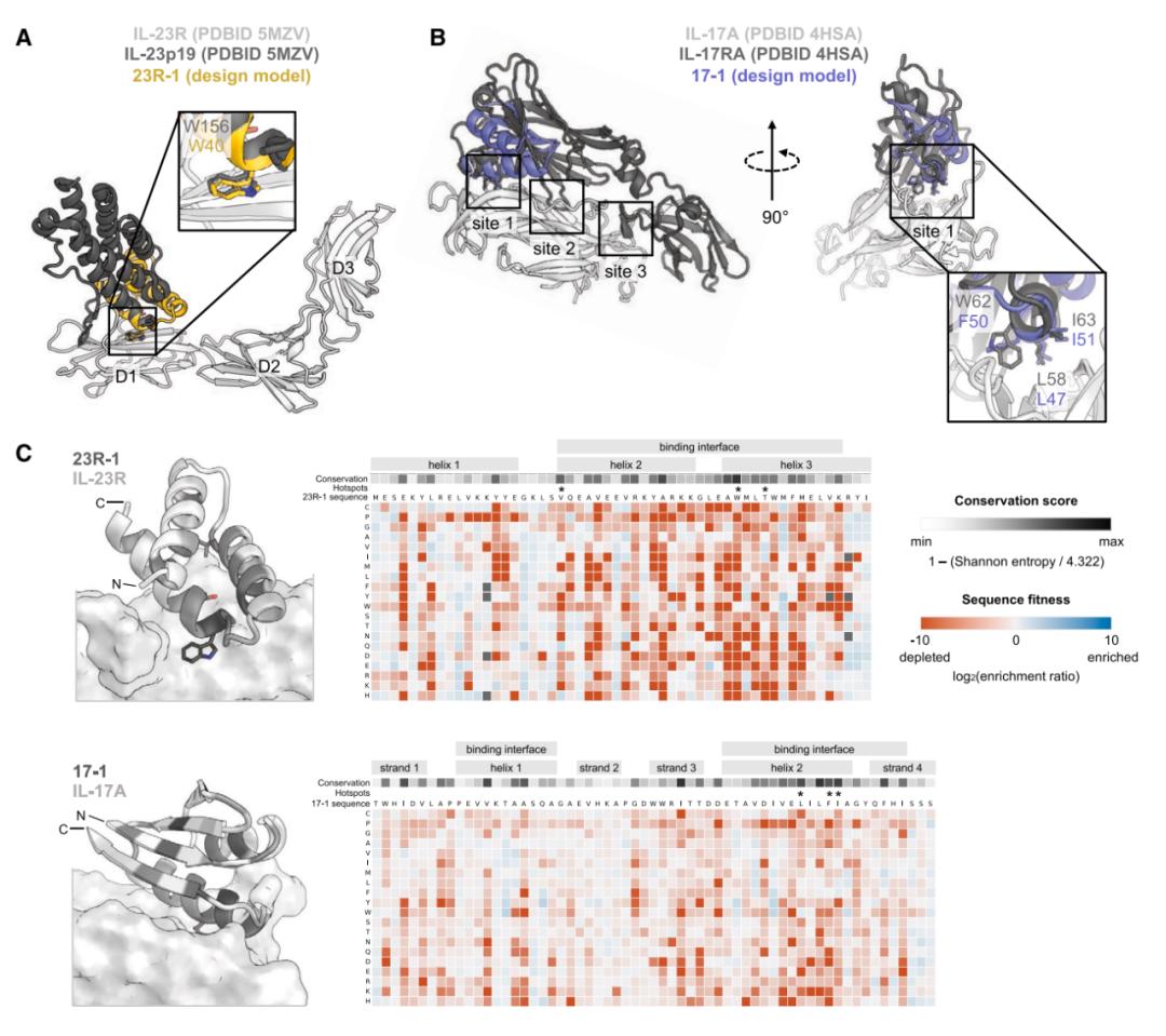 Cell：David Baker团队从头设计可口服的迷你抗体，治疗自身炎症性疾病_澎湃号·湃客_澎湃新闻-The Paper