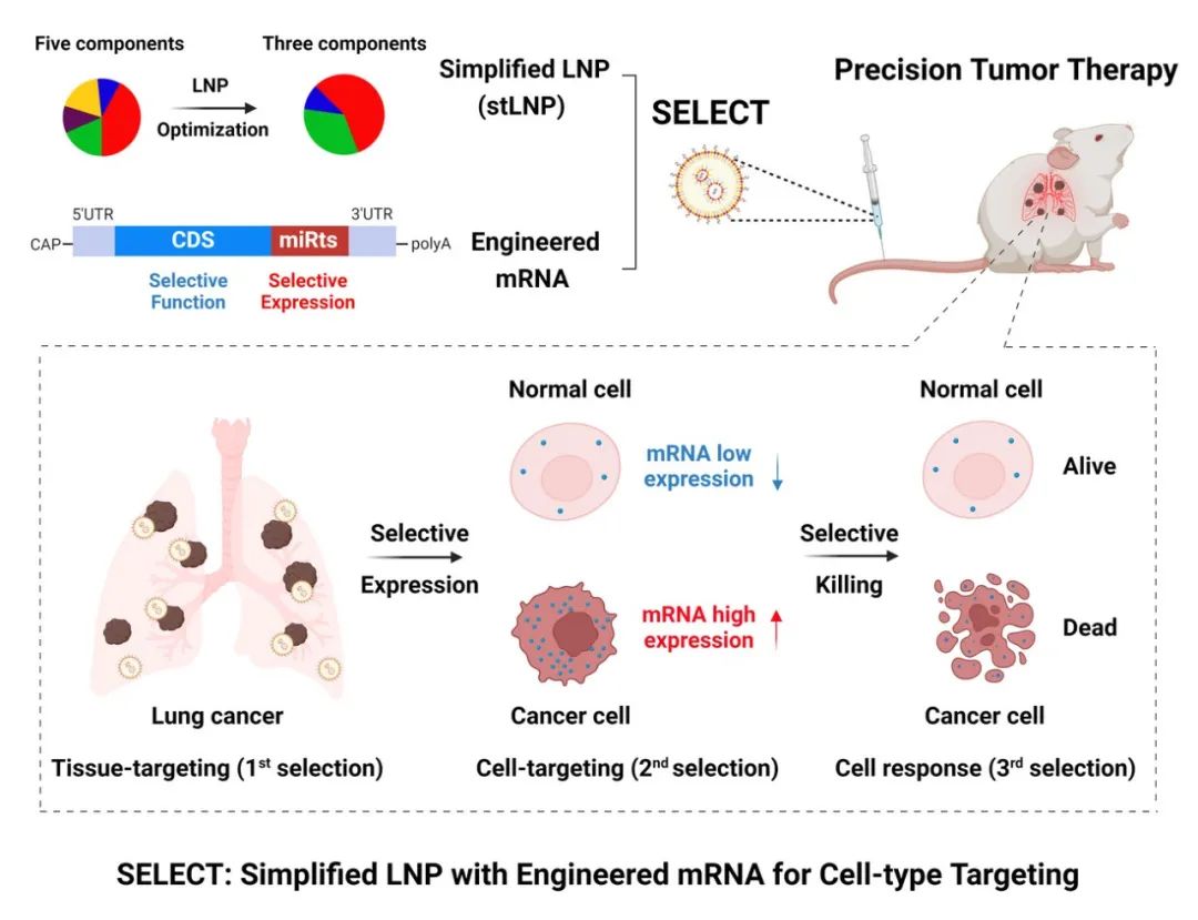 程强/魏妥团队开发简化LNP系统，实现器官和细胞双重特异性靶向递送mRNA_澎湃号·湃客_澎湃新闻-The Paper