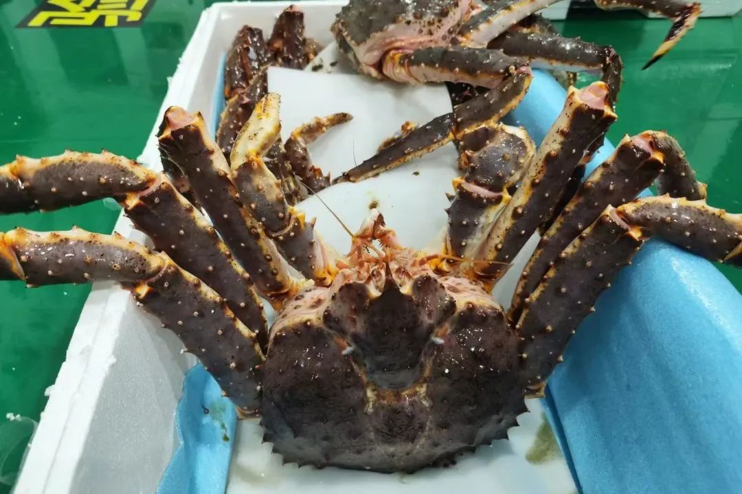 5000多只俄罗斯帝王蟹，深夜空降杭州机场！_澎湃号·政务_澎湃新闻-The Paper