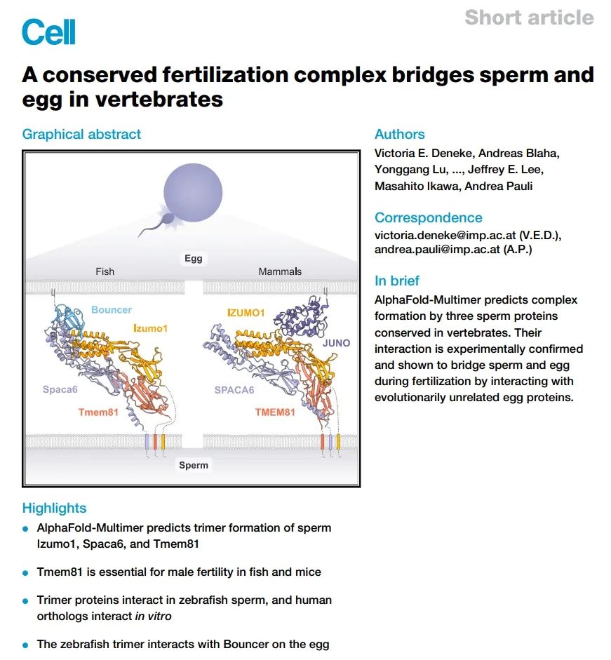 科学家利用AlphaFold-Multimer首次发现精卵结合的关键三聚体蛋白_澎湃号·湃客_澎湃新闻-The Paper