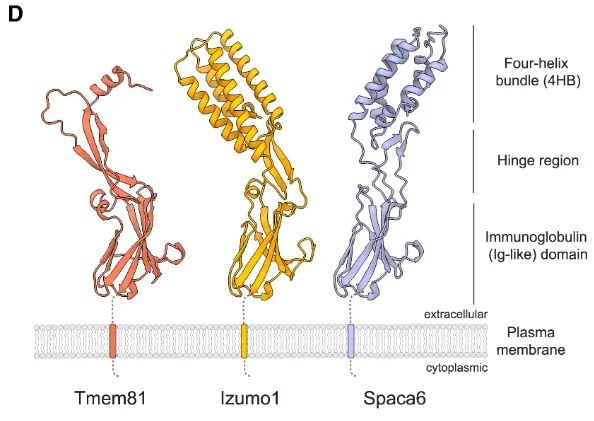 科学家利用AlphaFold-Multimer首次发现精卵结合的关键三聚体蛋白