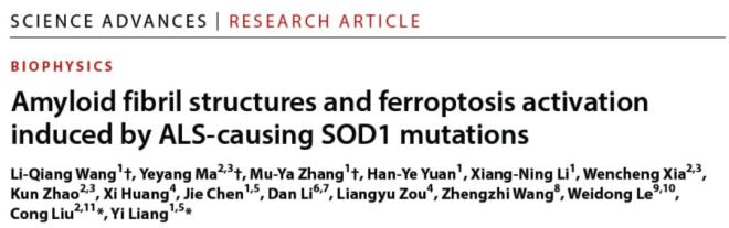 【科技前沿】Sci Adv丨梁毅/刘聪合作揭示SOD1病理突变体H46R和G85R纤维激活细胞铁死…