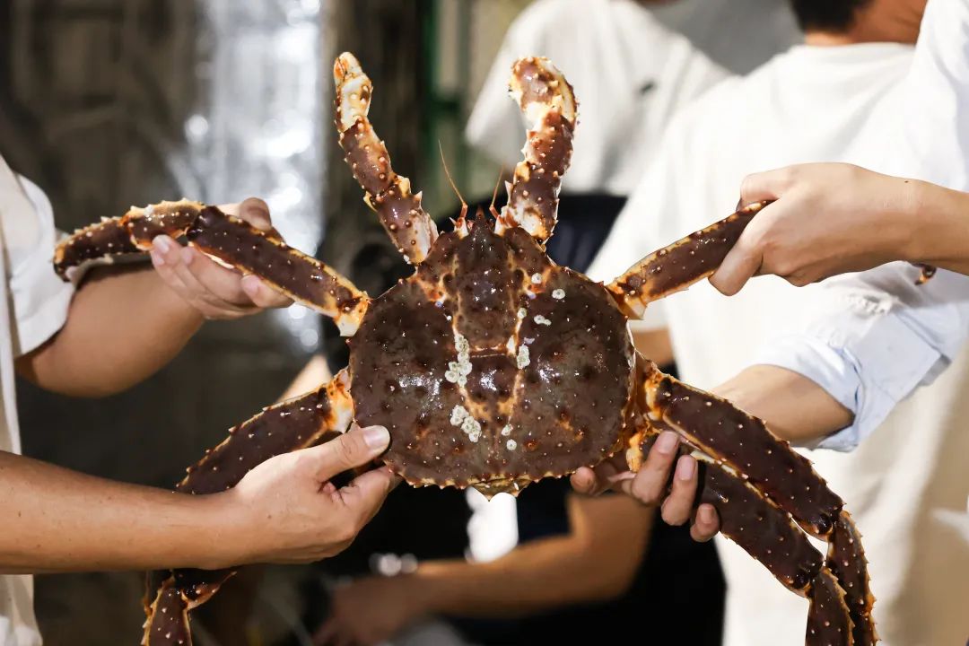 6000斤俄罗斯帝王蟹，“直飞”三亚_澎湃号·政务_澎湃新闻-The Paper