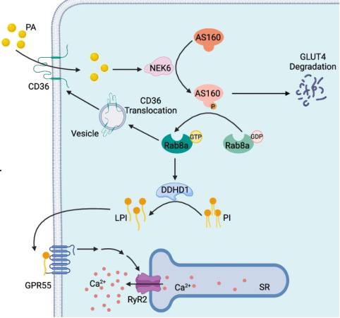 【前沿进展】南京大学陈帅等揭示AS160是通过控制溶血磷脂酰肌醇代谢和信号传导来调节心脏钙稳态的脂…