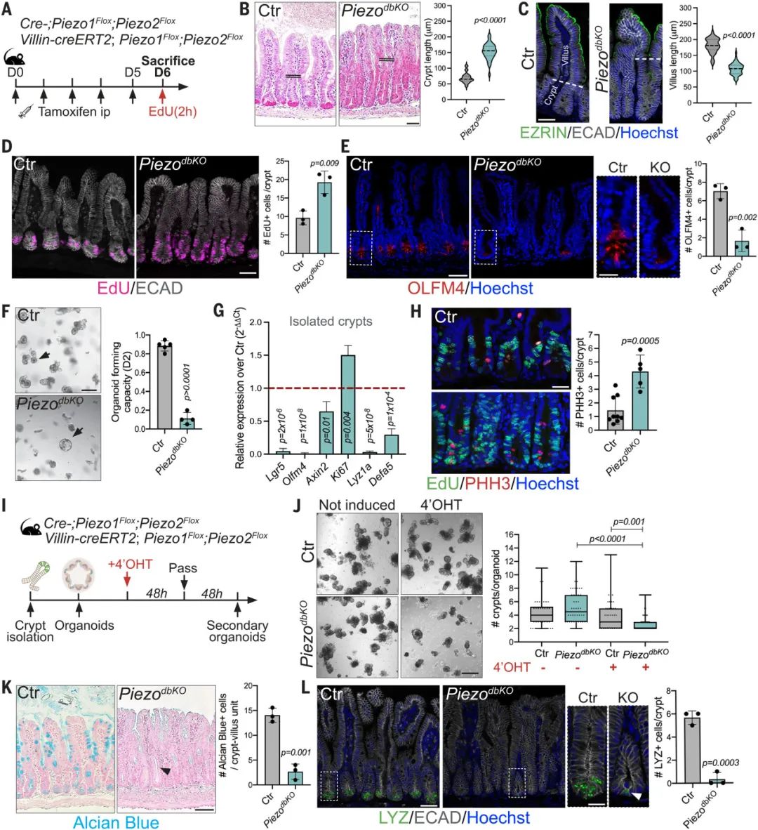 前沿透视 | Science：PIEZO介导的机械感知对于肠道干细胞命运决定和稳态维持的重要作用_澎湃号·湃客_澎湃新闻-The Paper