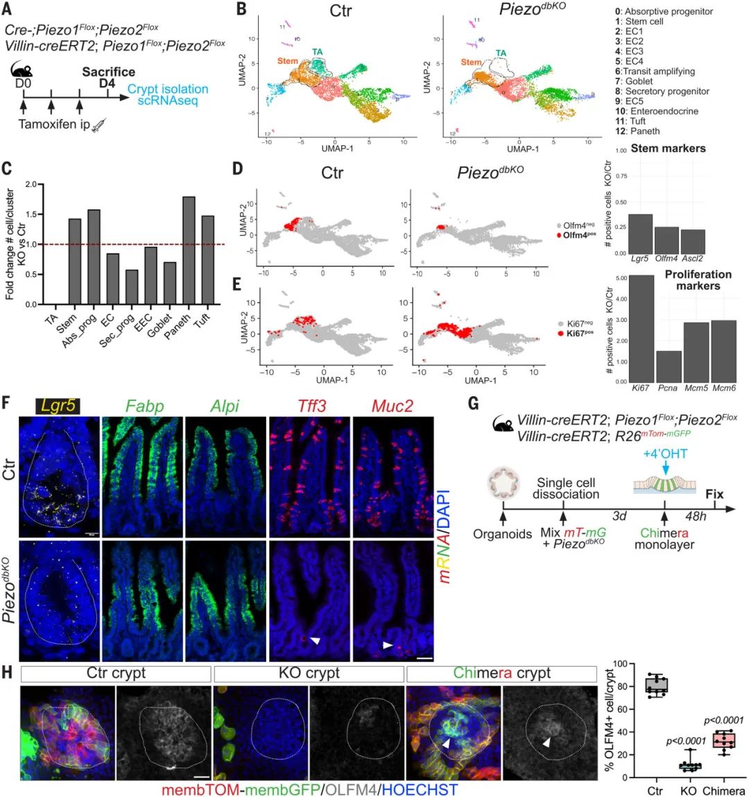前沿透视 | Science：PIEZO介导的机械感知对于肠道干细胞命运决定和稳态维持的重要作用_澎湃号·湃客_澎湃新闻-The Paper