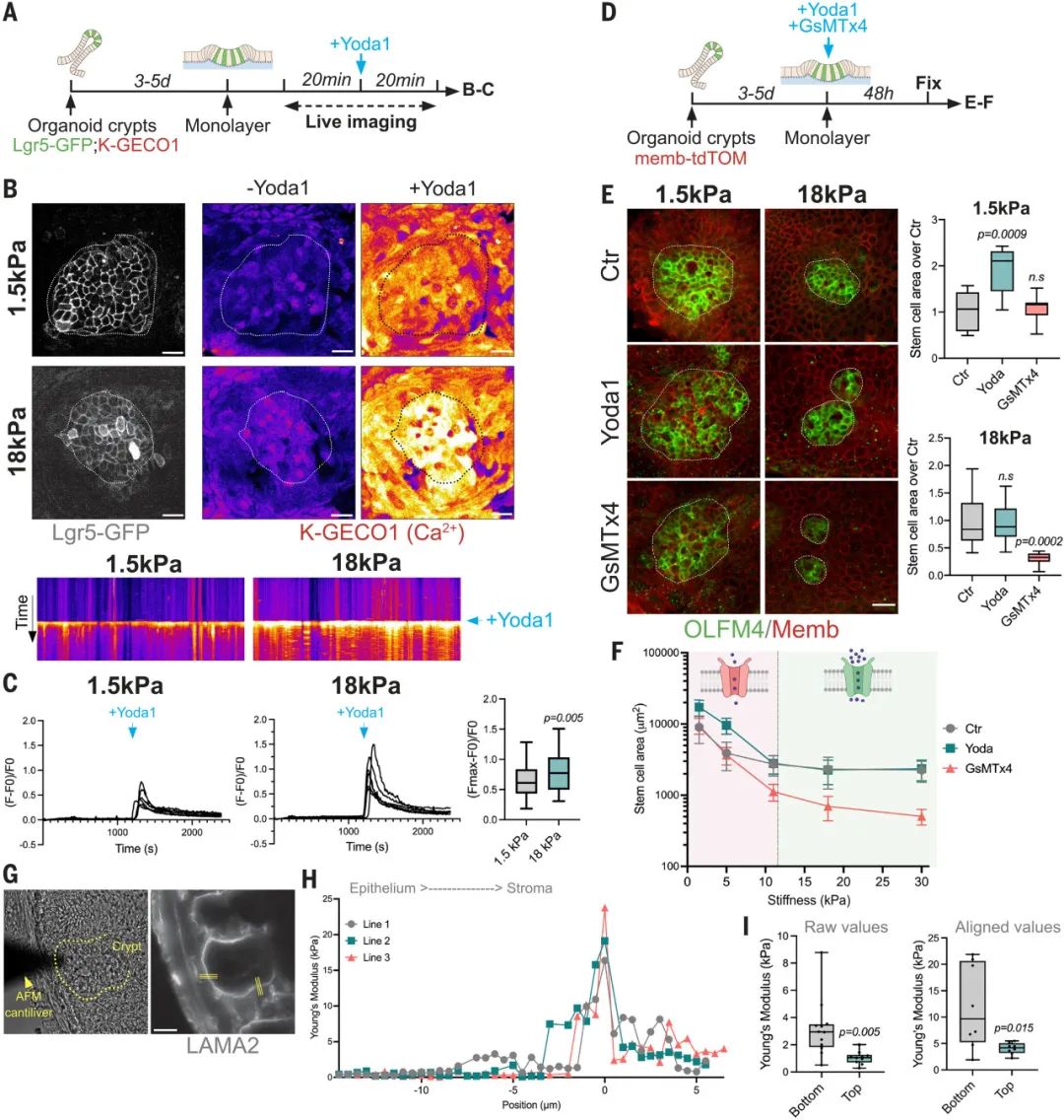 前沿透视 | Science：PIEZO介导的机械感知对于肠道干细胞命运决定和稳态维持的重要作用_澎湃号·湃客_澎湃新闻-The Paper