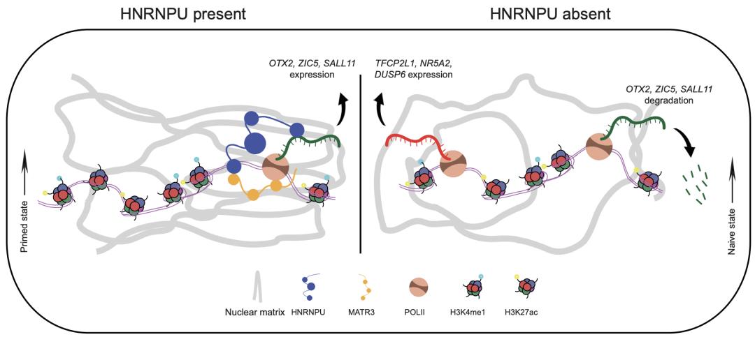 Nat Cell Bio︱Andrew P. Hutchins/李依明/李东伟合作揭示细胞核基质调…