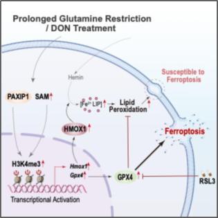 【前沿进展】Cell Rep Med｜薛婧团队揭示靶向胰腺癌谷氨酰胺依赖性增强铁死亡敏感性