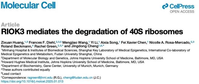 【前沿进展】Mol Cell | 程净东团队发现RIOK3介导的40S核糖体降解新通路