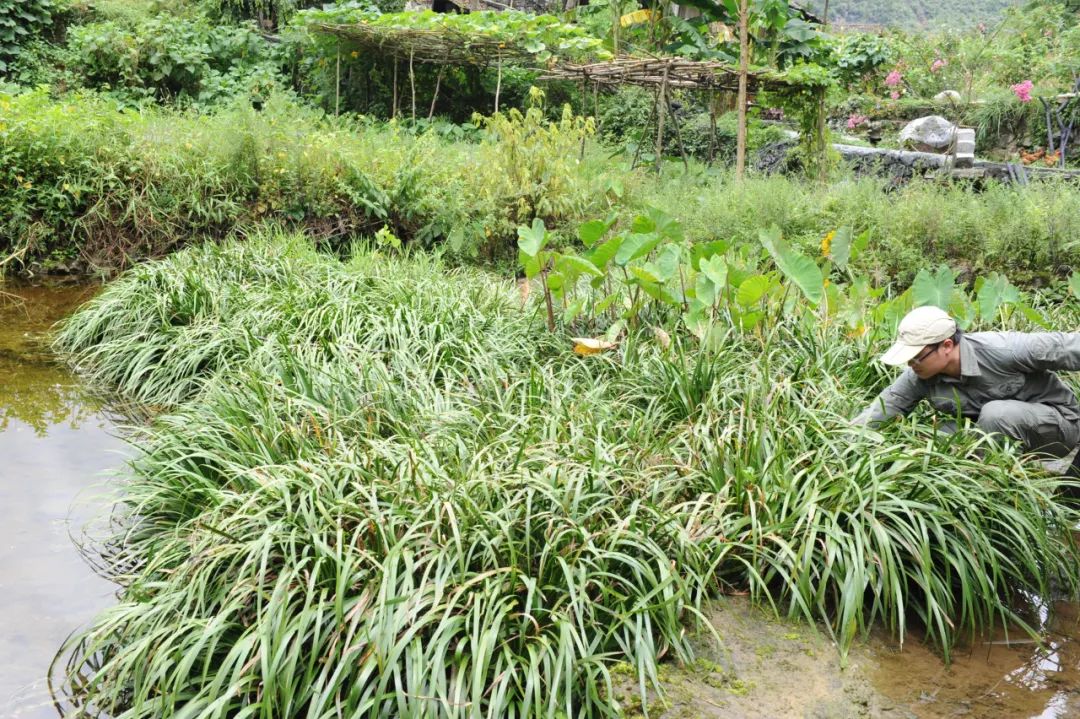 真有你的！大学生逛菜市场，发现新物种！