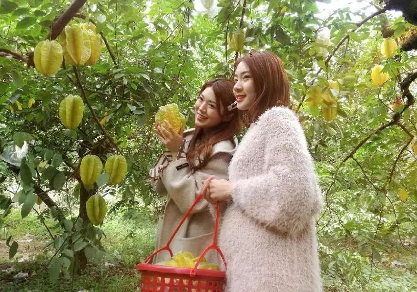 这个春天，在福建漳州与杨桃撞个满怀_澎湃号·媒体_澎湃新闻-The Paper