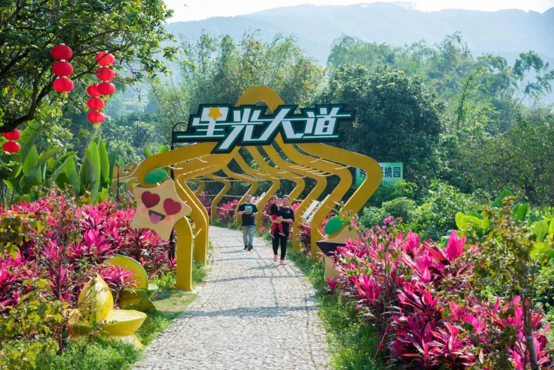 这个春天，在福建漳州与杨桃撞个满怀_澎湃号·媒体_澎湃新闻-The Paper