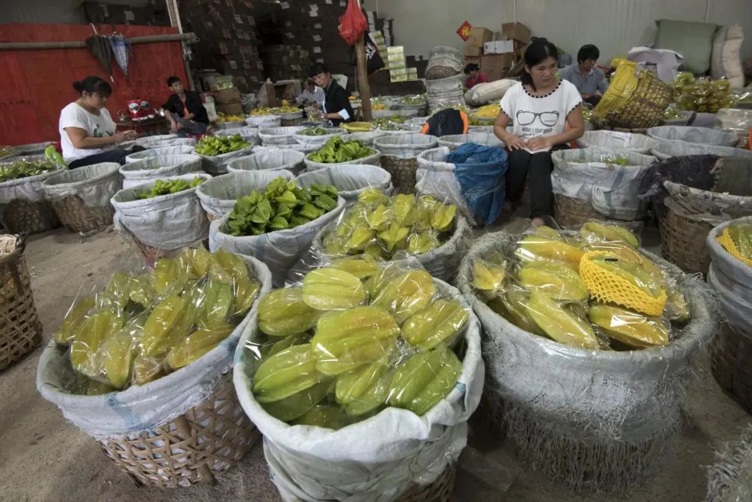 这个春天，在福建漳州与杨桃撞个满怀_澎湃号·媒体_澎湃新闻-The Paper