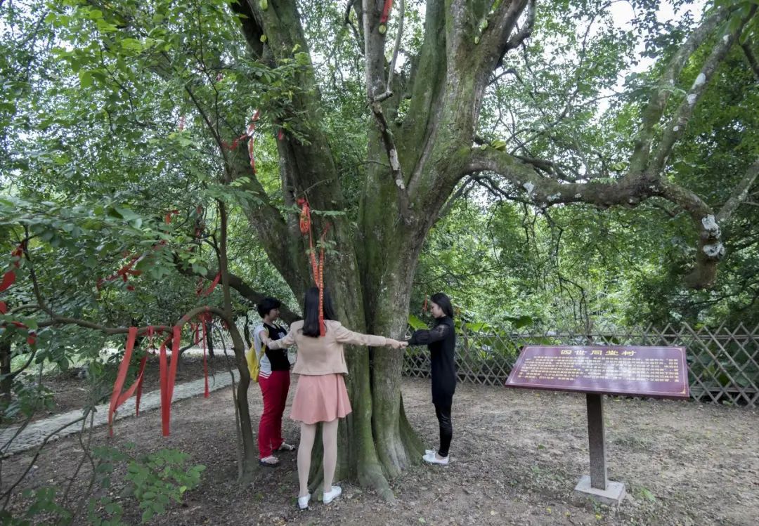 这个春天，在福建漳州与杨桃撞个满怀_澎湃号·媒体_澎湃新闻-The Paper