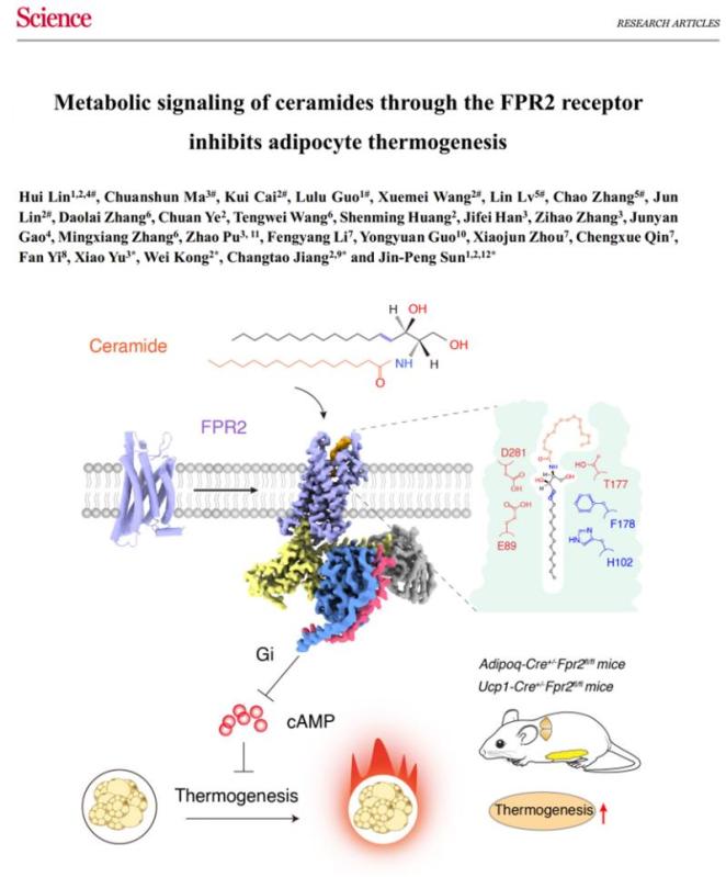 【前沿进展】专家点评 Science | 孙金鹏/姜长涛/孔炜/于晓鉴定神经酰胺的膜受体FPR2并…