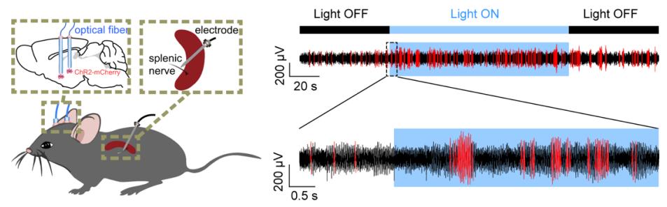 【前沿进展】祁海/胡霁/钟毅合作报道脑-脾神经环路控制抗体免疫应答新机制