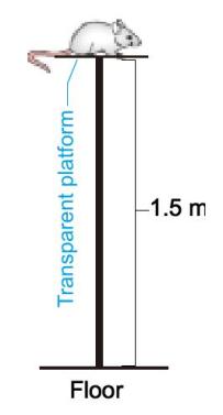 【前沿进展】祁海/胡霁/钟毅合作报道脑-脾神经环路控制抗体免疫应答新机制