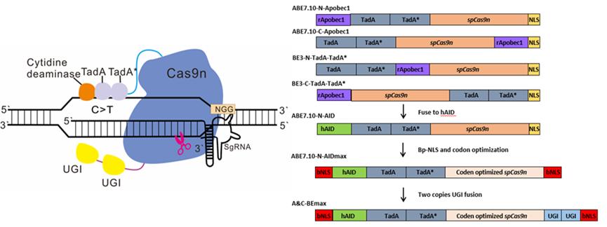华东师大团队终获突围！自然子刊同期发布全球4项相近基因编辑工具_澎湃号·政务_澎湃新闻-The Paper