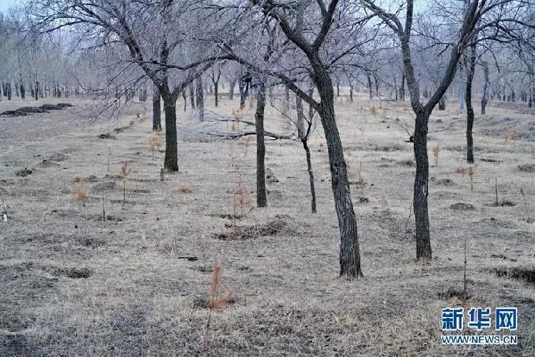 植树造林“管种不管活”，是在劳民伤财_澎湃号·媒体_澎湃新闻-The Paper