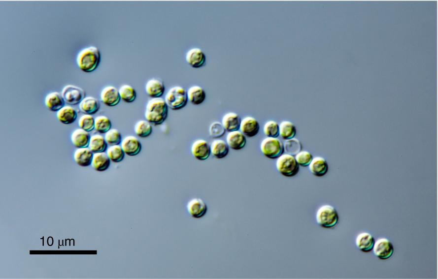 绿色植物有了第三个门类