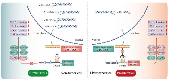 SPATS2调控细胞周期促进肝癌的发生发展_澎湃号·湃客_澎湃新闻-The Paper