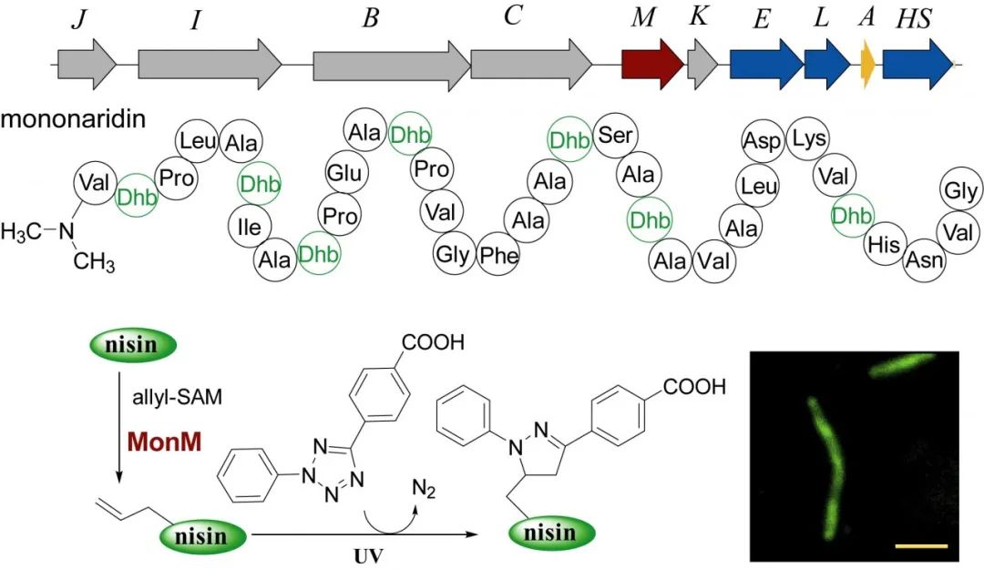 CCS Chemistry | 新发现：MonM，原来你是这样的一个酶_澎湃号·政务_澎湃新闻-The Paper
