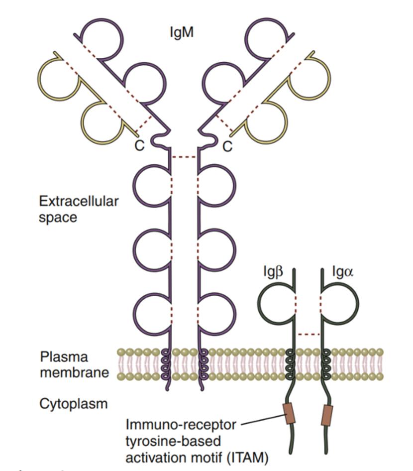 【科学普及】人人学懂免疫学：第十期_澎湃号·政务_澎湃新闻-The Paper